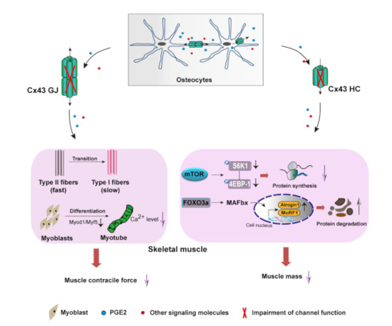 Osteocytic Connexin43 Channels Regulate Bone–Muscle Crosstalk