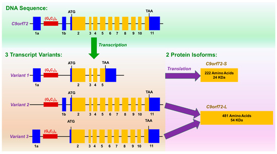 Glial Cell Dysfunction in C9orf72-Related Amyotrophic Lateral Sclerosis ...
