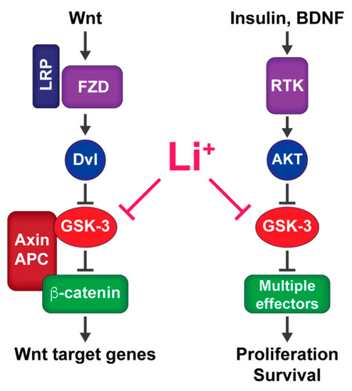 Lithium and Therapeutic Targeting of GSK-3