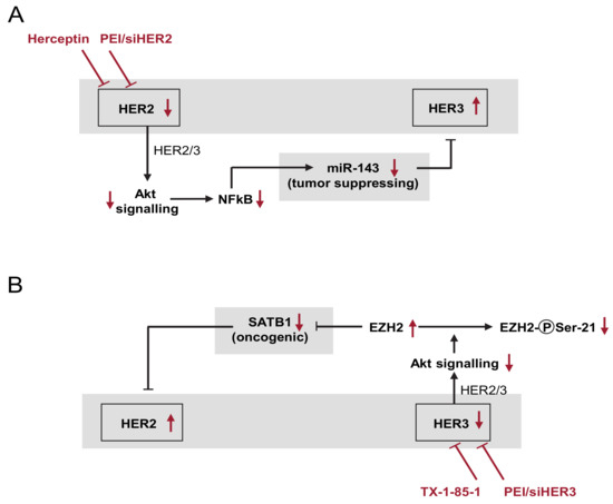 Inhibition of HER Receptors Reveals Distinct Mechanisms of Compensatory ...