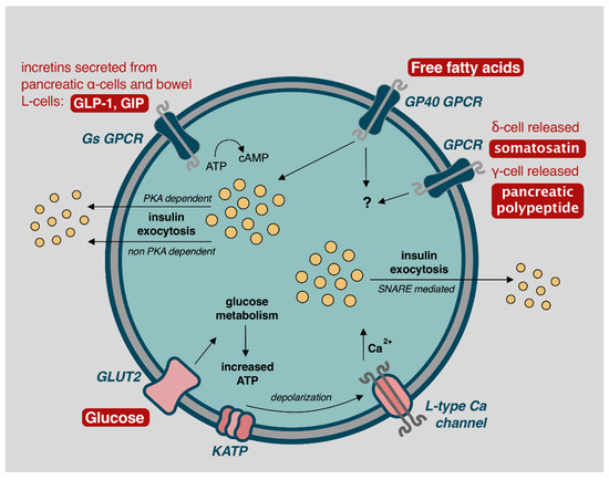 Inducible Pluripotent Stem Cells as a Potential Cure for Diabetes