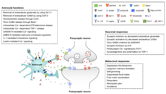 Astrocytic Regulation of Neural Circuits Underlying Behaviors
