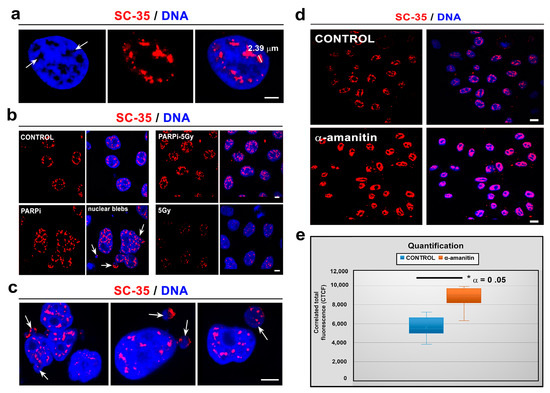 The SC-35 Splicing Factor Interacts with RNA Pol II and A-Type Lamin ...