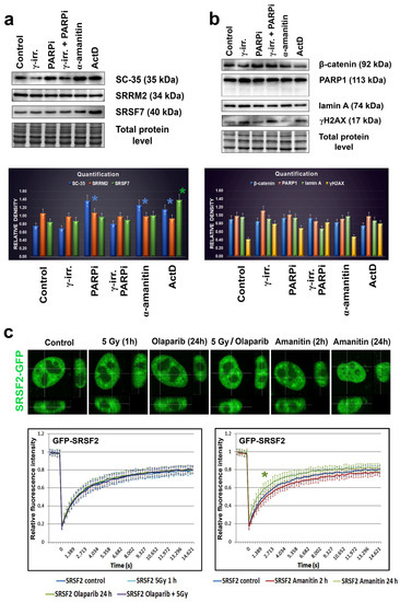 The SC-35 Splicing Factor Interacts with RNA Pol II and A-Type Lamin ...