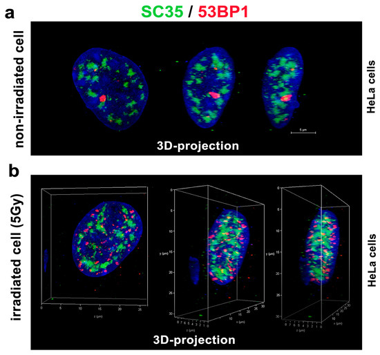 The SC-35 Splicing Factor Interacts with RNA Pol II and A-Type Lamin ...