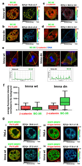 The SC-35 Splicing Factor Interacts with RNA Pol II and A-Type Lamin ...