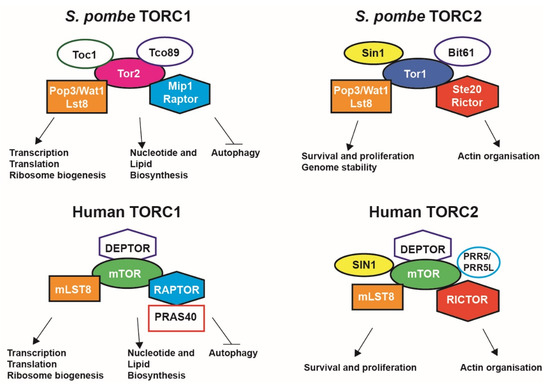Crosstalk between the mTOR and DNA Damage Response Pathways in Fission ...