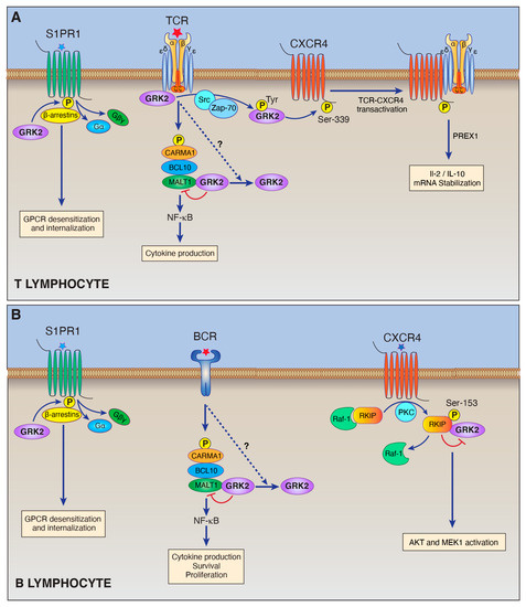 Canonical and Non-Canonical Roles of GRK2 in Lymphocytes