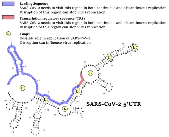 A Transcription Regulatory Sequence in the 5′ Untranslated Region of SARS-CoV-2 Is Vital for ...