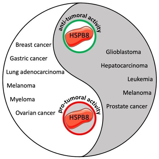 Cells | Free Full-Text | The Role of HSPB8, a Component of the ...