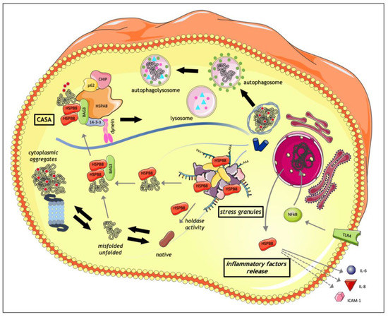 The Role of HSPB8, a Component of the Chaperone-Assisted Selective ...