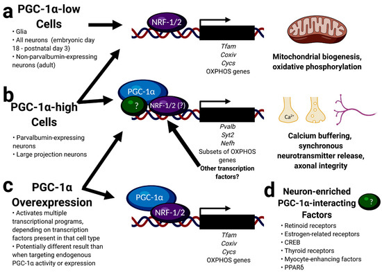 Dysregulation of PGC-1α-Dependent Transcriptional Programs in Neurological and Developmental ...