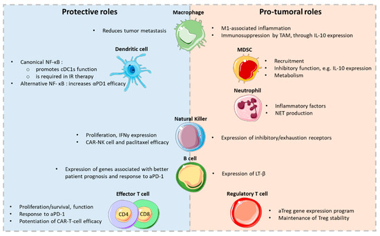 NF-κB in Cancer Immunity: Friend or Foe?