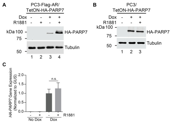 Post-Transcriptional Regulation of PARP7 Protein Stability Is ...
