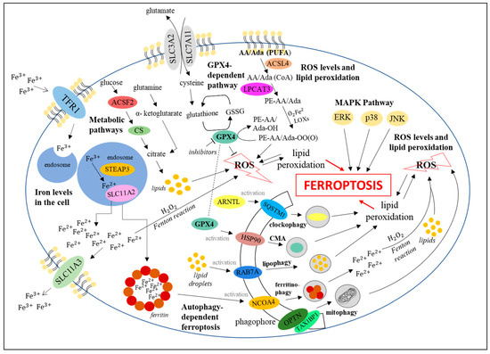 Ferroptosis and Its Modulation by Autophagy in Light of the ...
