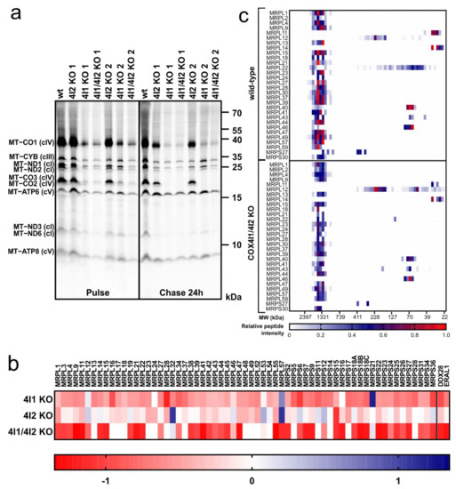 Loss of COX4I1 Leads to Combined Respiratory Chain Deficiency and ...