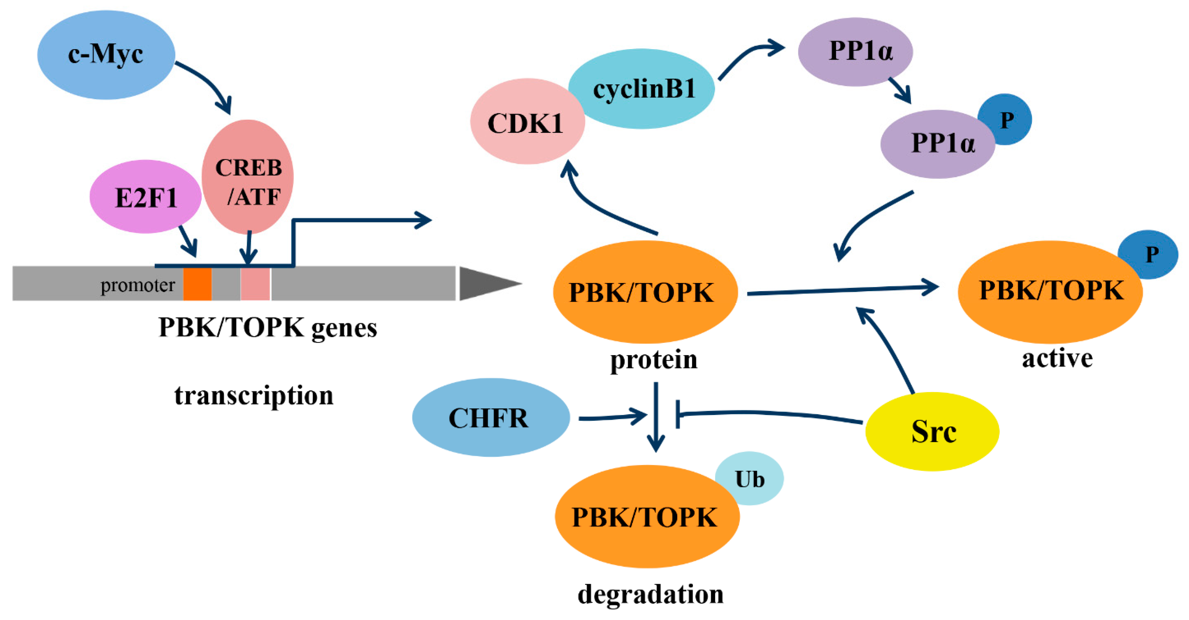 PBK/TOPK: A Therapeutic Target Worthy of Attention