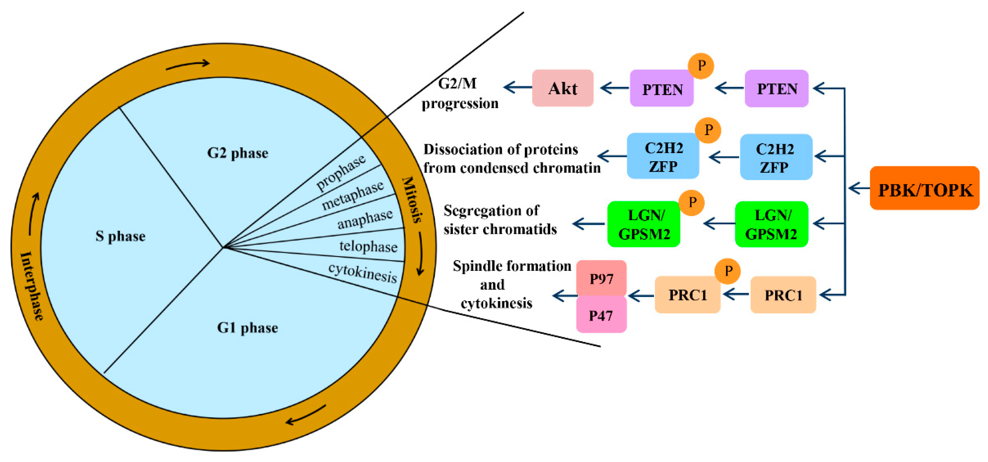 PBK/TOPK: A Therapeutic Target Worthy of Attention