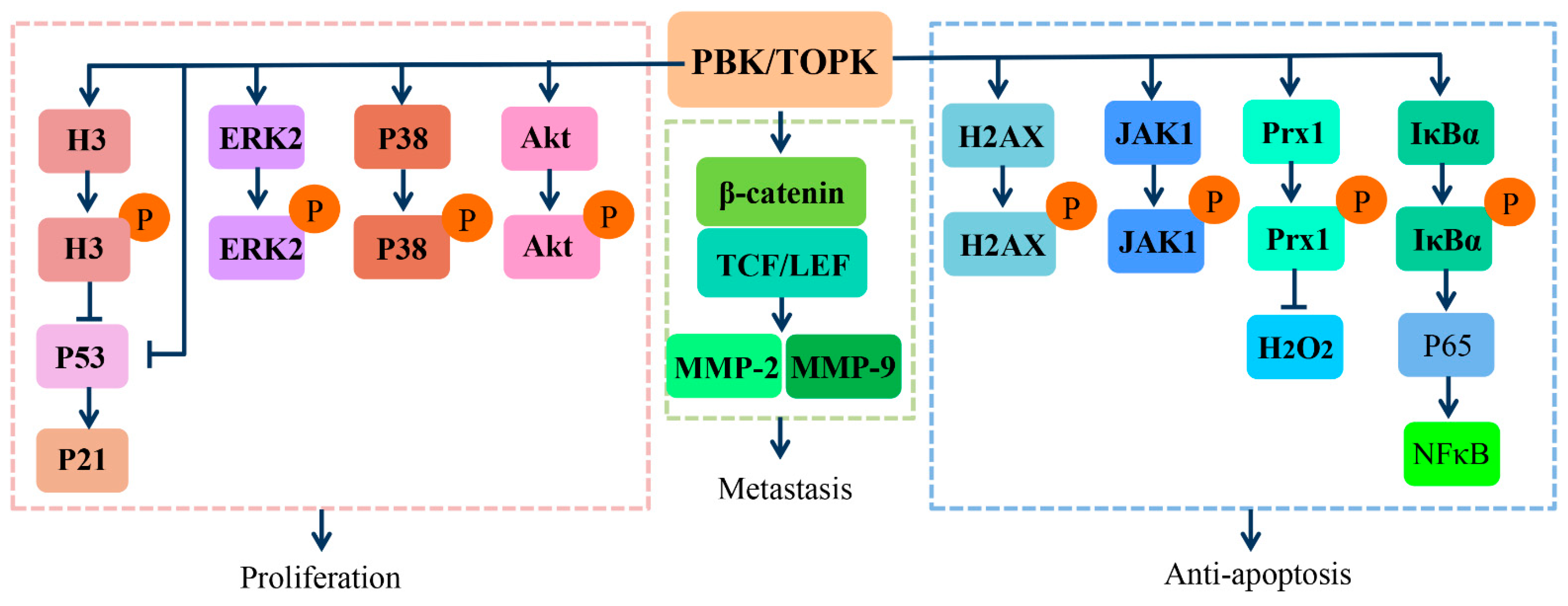 PBK/TOPK: A Therapeutic Target Worthy of Attention