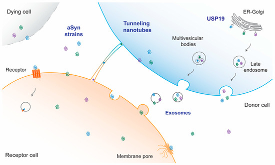 Alpha-Synuclein: Mechanisms of Release and Pathology Progression in Synucleinopathies