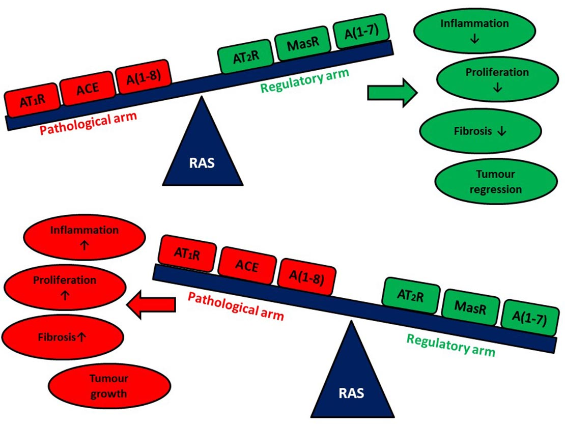 Cells | Free Full-Text | Angiotensin II and Angiotensin Receptors 1 and ... Cells | Free Full-Text | Angiotensin II and Angiotensin Receptors 1 and ...