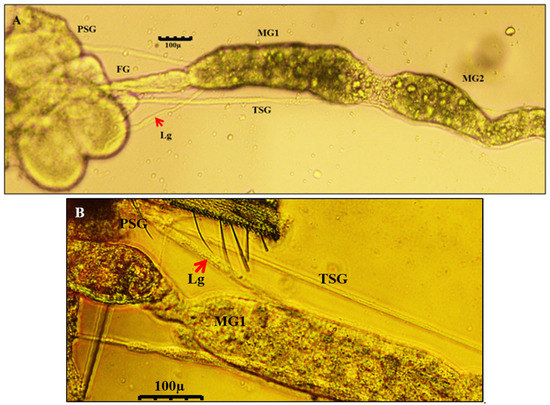 Progression of Watermelon Bud Necrosis Virus Infection in Its Vector ...