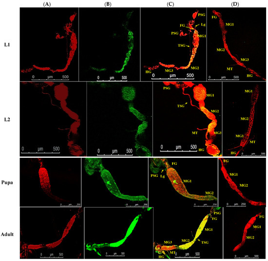 Progression of Watermelon Bud Necrosis Virus Infection in Its Vector ...