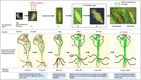 Progression of Watermelon Bud Necrosis Virus Infection in Its Vector ...