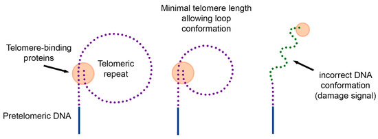 Role of Telomeres Shortening in Atherogenesis: An Overview