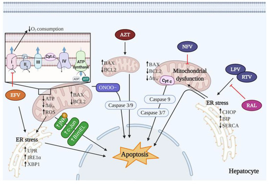 Apoptosis of Hepatocytes: Relevance for HIV-Infected Patients under ...