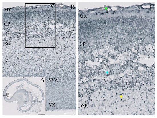 Adult Upper Cortical Layer Specific Transcription Factor CUX2 Is ...