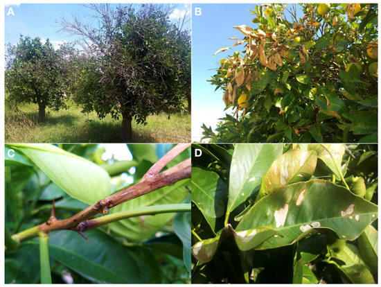 Twig and Shoot Dieback of Citrus, a New Disease Caused by ...
