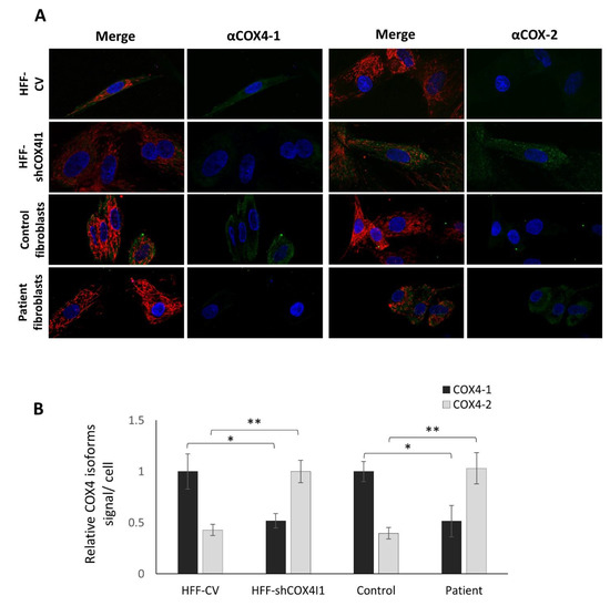 Upregulation of COX4-2 via HIF-1α in Mitochondrial COX4-1 Deficiency