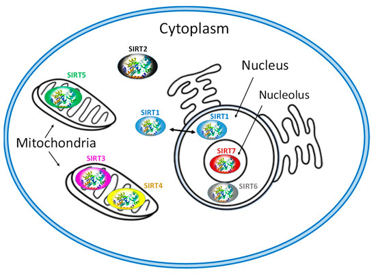 The Pleiotropic Function of Human Sirtuins as Modulators of Metabolic Pathways and Viral Infections