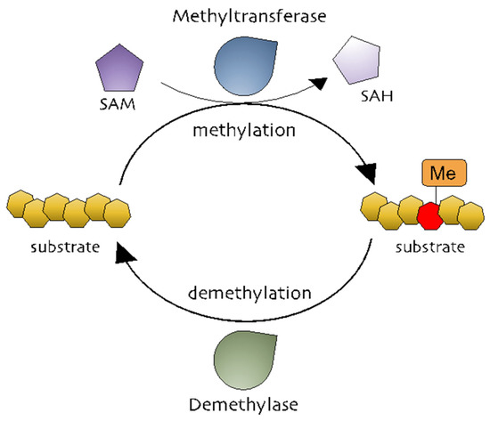 Cells Free Full Text Dna Or Protein Methylation Dependent