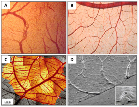 Utilisation of Chick Embryo Chorioallantoic Membrane as a Model ...