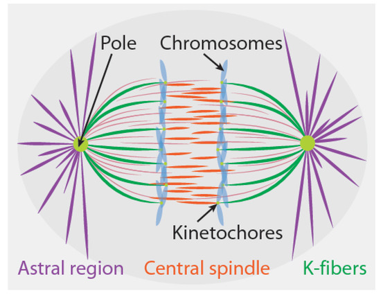 Spindle Fibers In A Cell