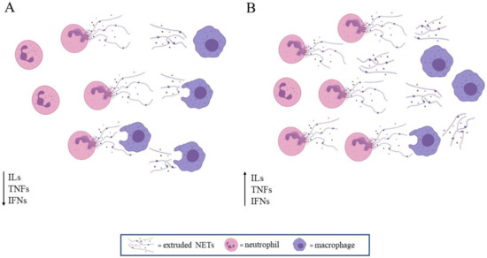 NETosis in Wound Healing: When Enough Is Enough