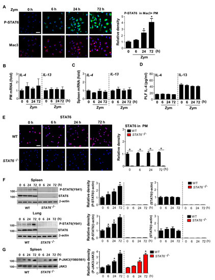 STAT6 Signaling Mediates PPARγ Activation and Resolution of Acute ...