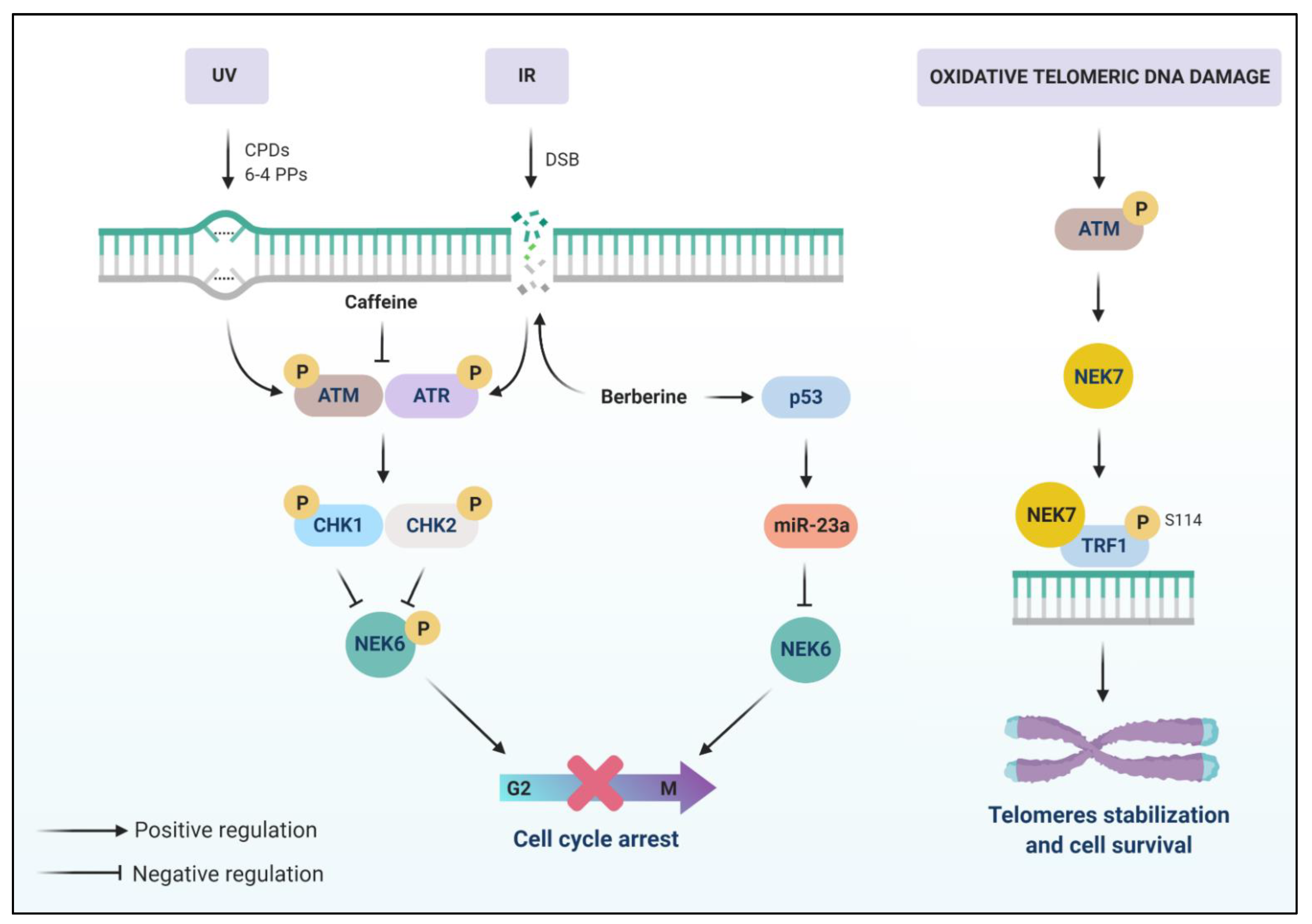 On Broken Ne(c)ks and Broken DNA: The Role of Human NEKs in the DNA ...