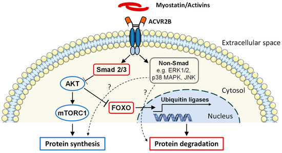 Targeting the Activin Receptor Signaling to Counteract the Multi ...