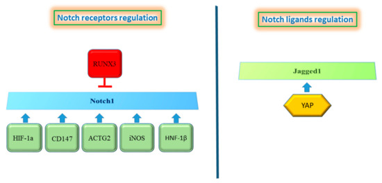 Notch Signaling Regulation in HCC: From Hepatitis Virus to Non-Coding RNAs