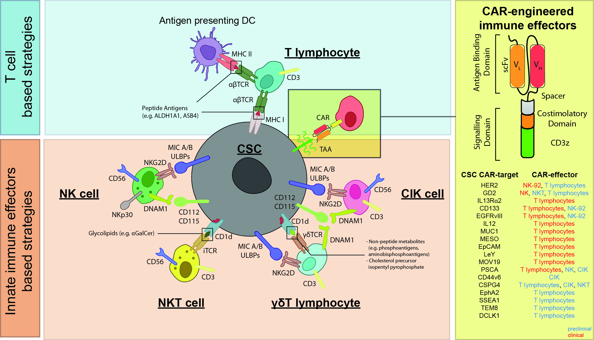 Cells | Free Full-Text | Cellular Immunotherapy Targeting Cancer Stem ...