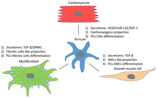 Emerging Role of Pericytes and Their Secretome in the Heart