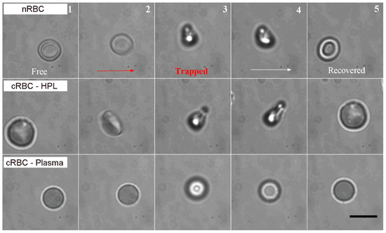 Biomechanics of Ex Vivo-Generated Red Blood Cells Investigated by ...