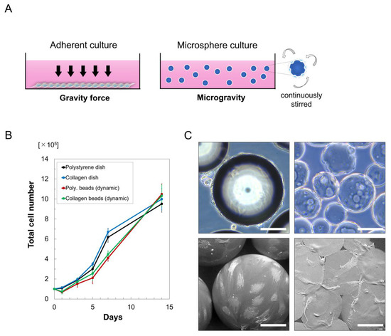 Selective Proliferation of Highly Functional Adipose-Derived Stem Cells ...