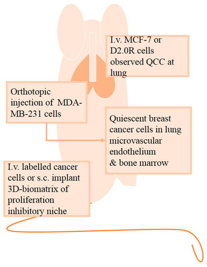 Towards a Framework for Better Understanding of Quiescent Cancer Cells