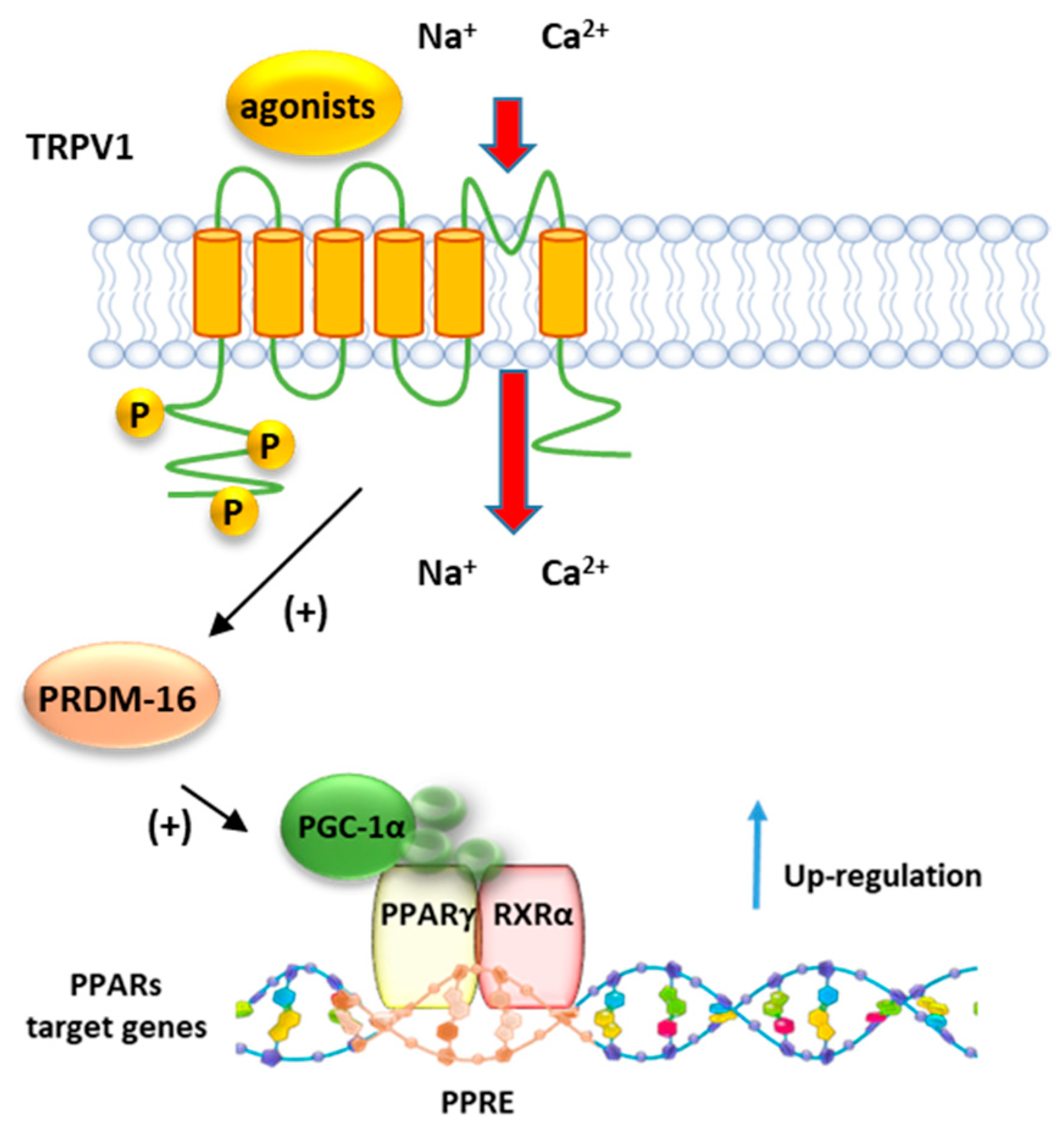The Endocannabinoid System and PPARs: Focus on Their Signalling ...