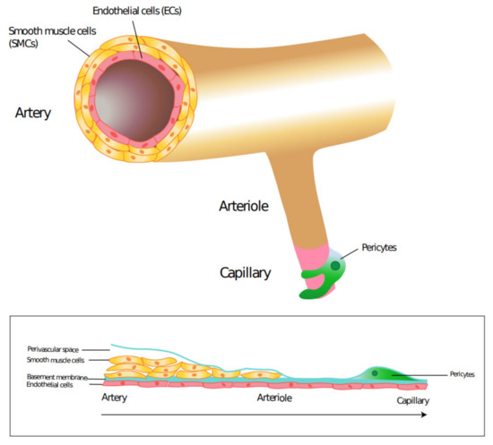 Mural Cells: Potential Therapeutic Targets to Bridge Cardiovascular ...