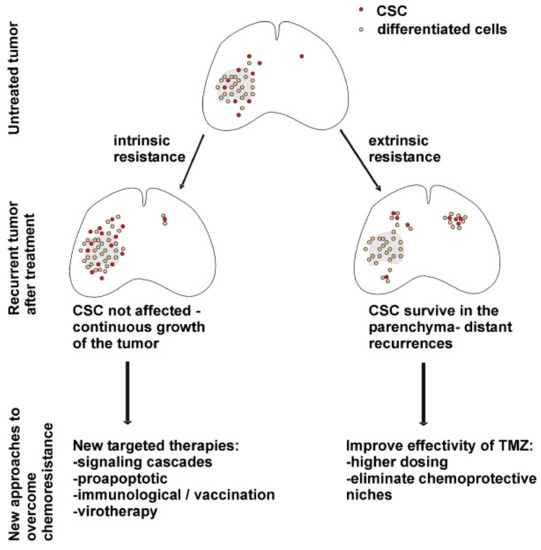 Cancer Stem Cells: Significance in Origin, Pathogenesis and Treatment ...